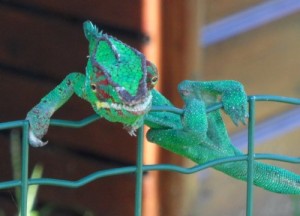 Tarifs Austral Passion **- Location de particulier à particulier